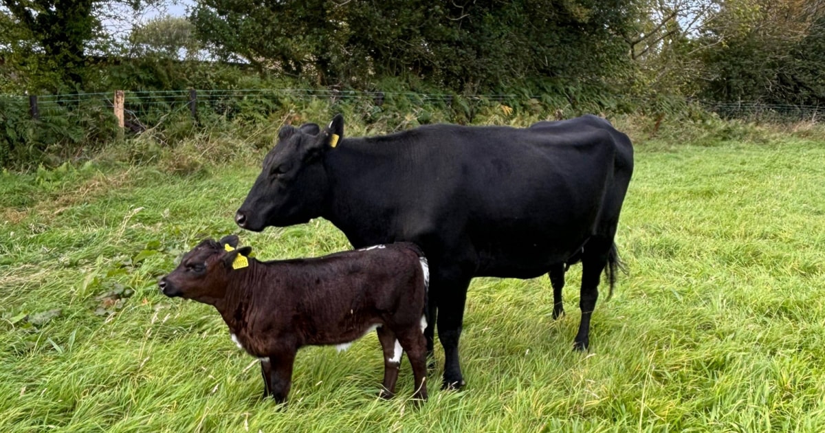 1 Aberdeen Angus Cross Breeding Cow, Calf with Calf at Foot ...