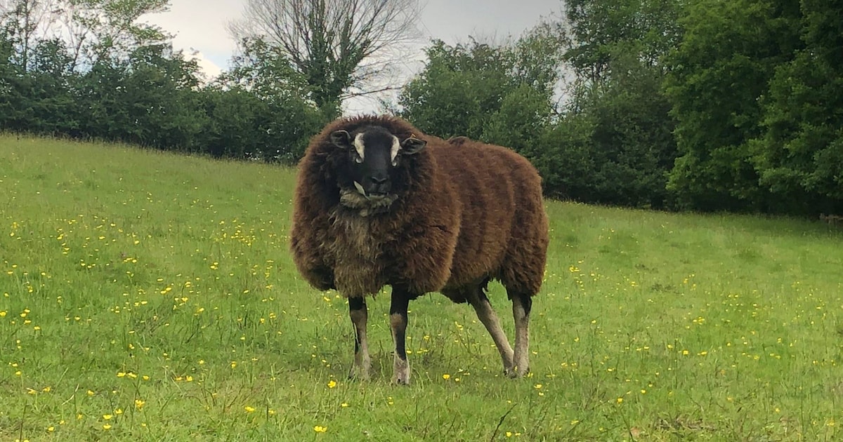 8 Shetland, Badger Face Welsh Mountain, Cheviot, Badger Face Texel ...