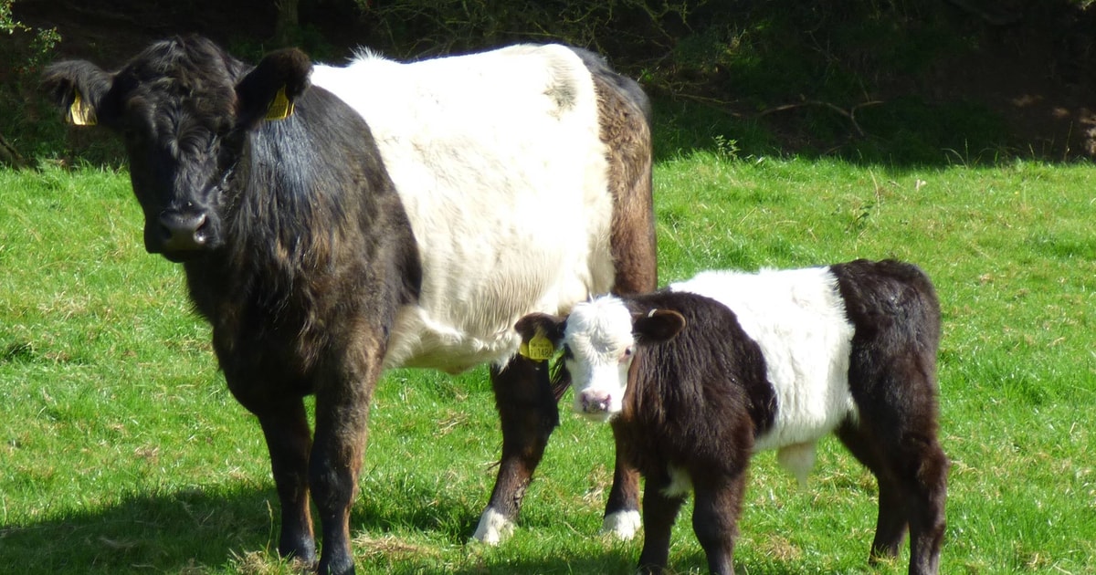 3 Belted Galloway Cross Breeding Heifers with Calves at Foot ...