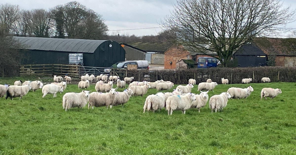 164 Cheviot Cross Store Lambs, Wethers | SellMyLivestock - The Online ...