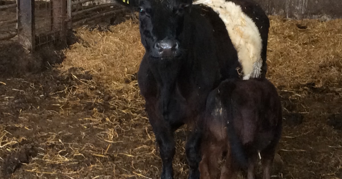 1 Belted Galloway Cross Breeding Cow with Calf at Foot ...