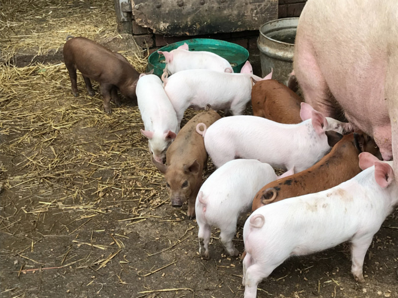 11 British Landrace, Duroc, Berkshire Cross Growing Weaners ...