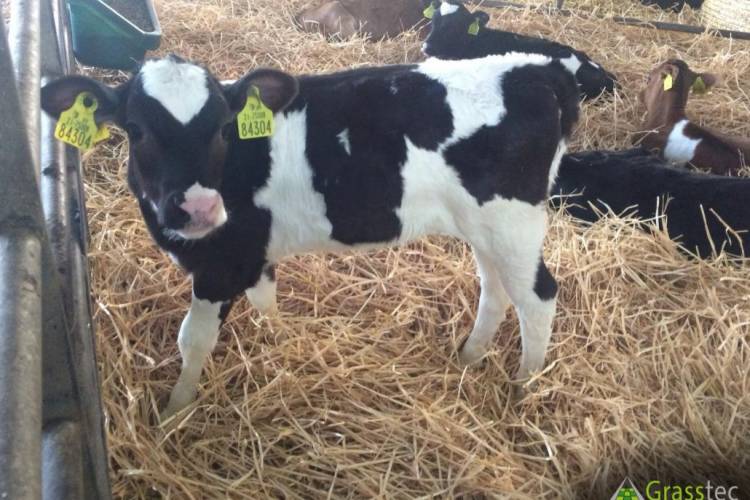 150 Jersey, Holstein Friesian, NZ Friesian Breeding Calves, Dairy ...