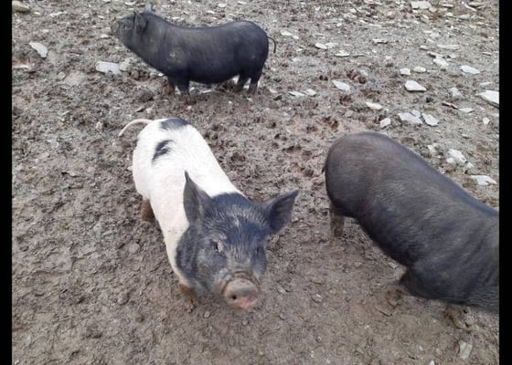 Pigs | SellMyLivestock - The Online Livestock Marketplace