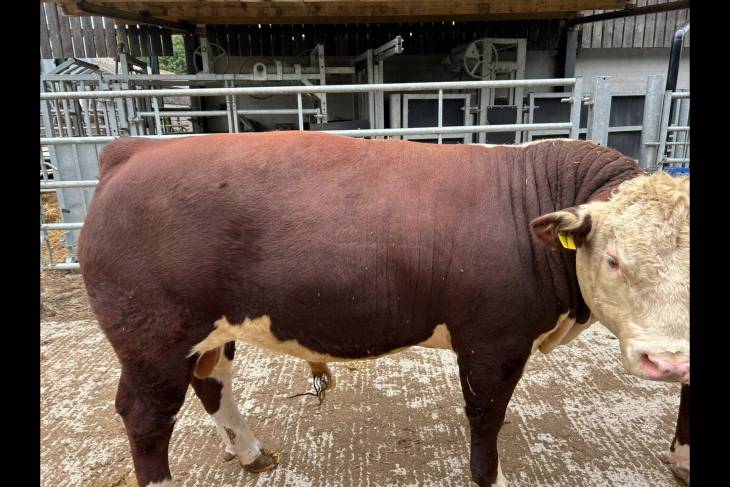 Stock for sale - Hereford Cattle Society