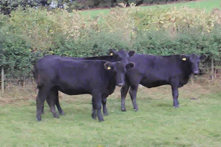 9 Aberdeen Angus Cross Breeding Heifers - SellMyLivestock