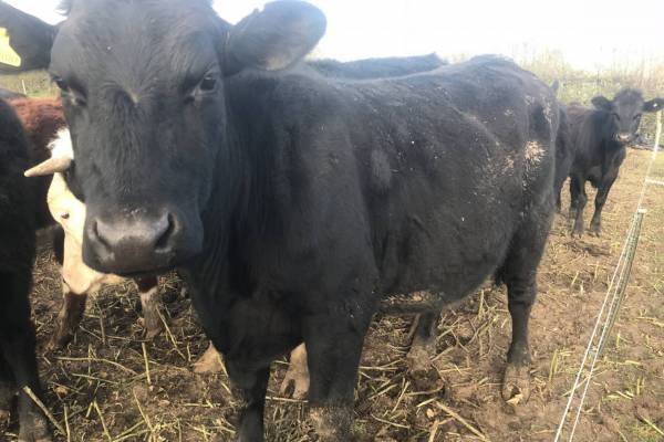 5 Simmental, Aberdeen Angus Cross Breeding Heifers - SellMyLivestock