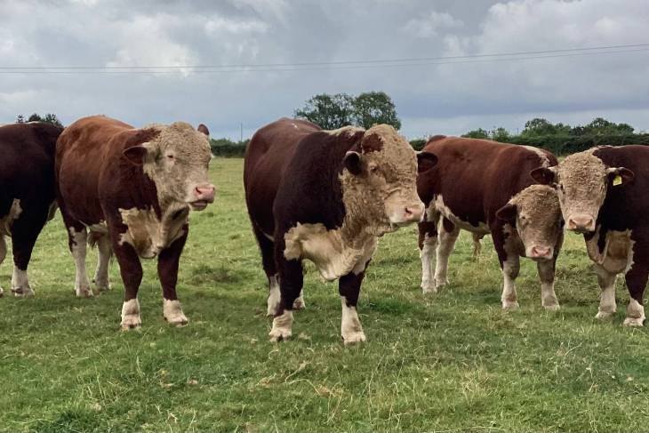 Stock for sale - Hereford Cattle Society