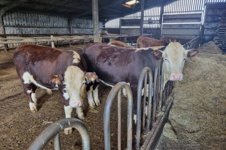 Stock for sale - Hereford Cattle Society
