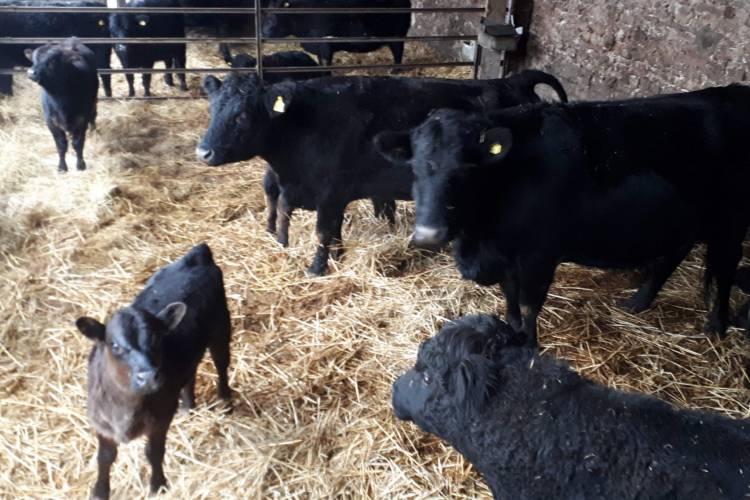 3 Dexter, Aberdeen Angus Cross Breeding Cows with Calves at Foot ...