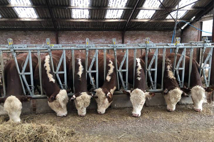 Stock for sale - Hereford Cattle Society