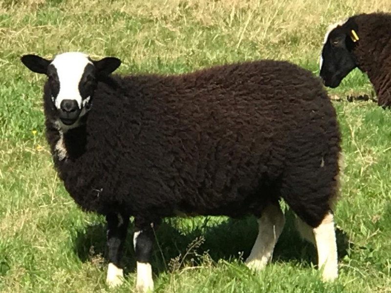 4 Balwen Welsh Mountain Breeding Lambs - SellMyLivestock