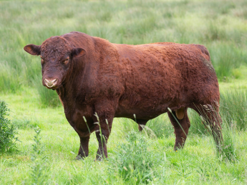 1 Pedigree Lincoln Red Breeding Bull - SellMyLivestock