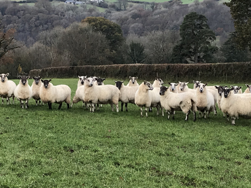 50 Scotch Mule Breeding Shearlings - SellMyLivestock