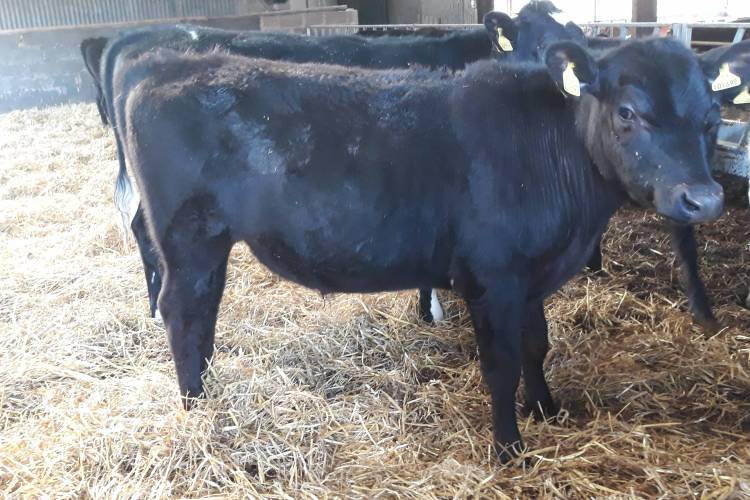 5 Aberdeen Angus Cross Breeding, Store Heifers - SellMyLivestock