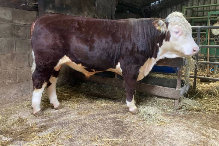 Stock for sale - Hereford Cattle Society