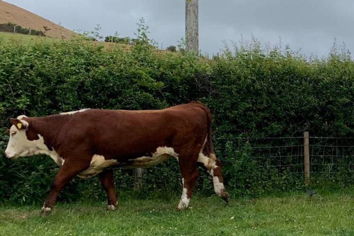 Stock for sale - Hereford Cattle Society