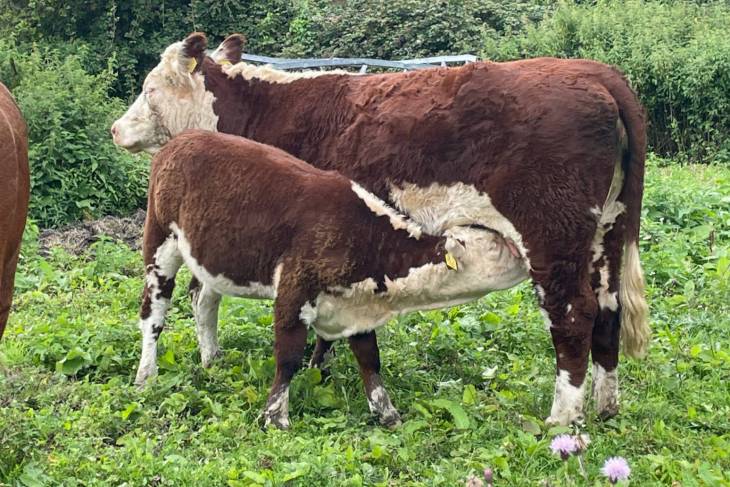 Stock for sale - Hereford Cattle Society