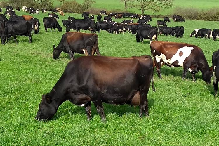 26 Kiwi Cross In-Calf Breeding Cows - SellMyLivestock