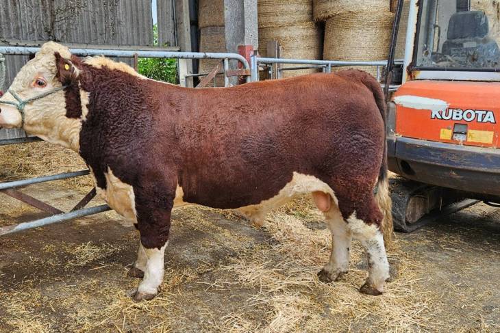 Stock for sale - Hereford Cattle Society