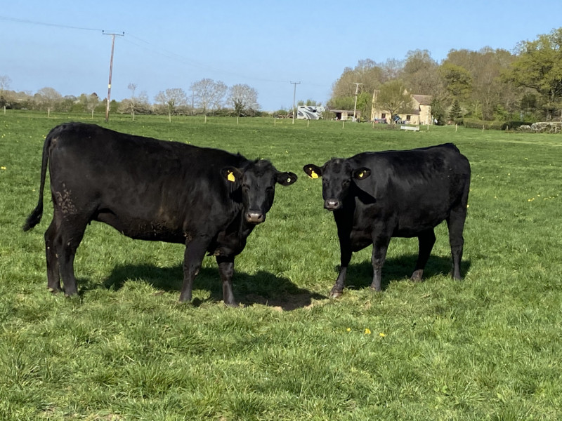 5 Aberdeen Angus Cross In-Calf Breeding Heifers - SellMyLivestock