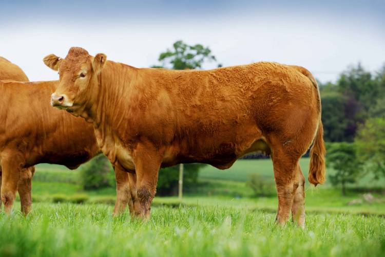 15 Pedigree Limousin Breeding Heifers - SellMyLivestock