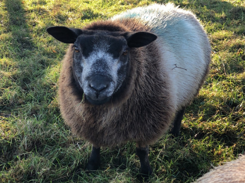 6 Pedigree Blue Texel Breeding Gimmers, Rams, Lambs - SellMyLivestock