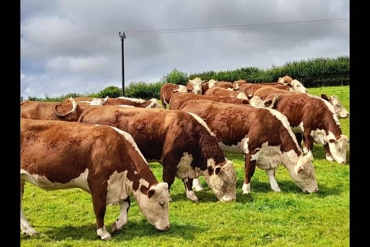 Stock for sale - Hereford Cattle Society