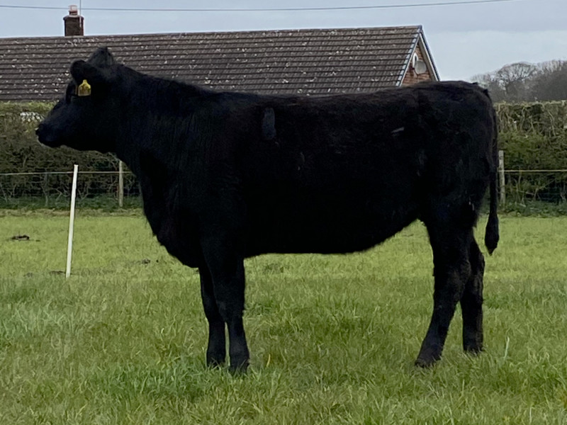 5 Aberdeen Angus Cross Store, Breeding Heifers - SellMyLivestock