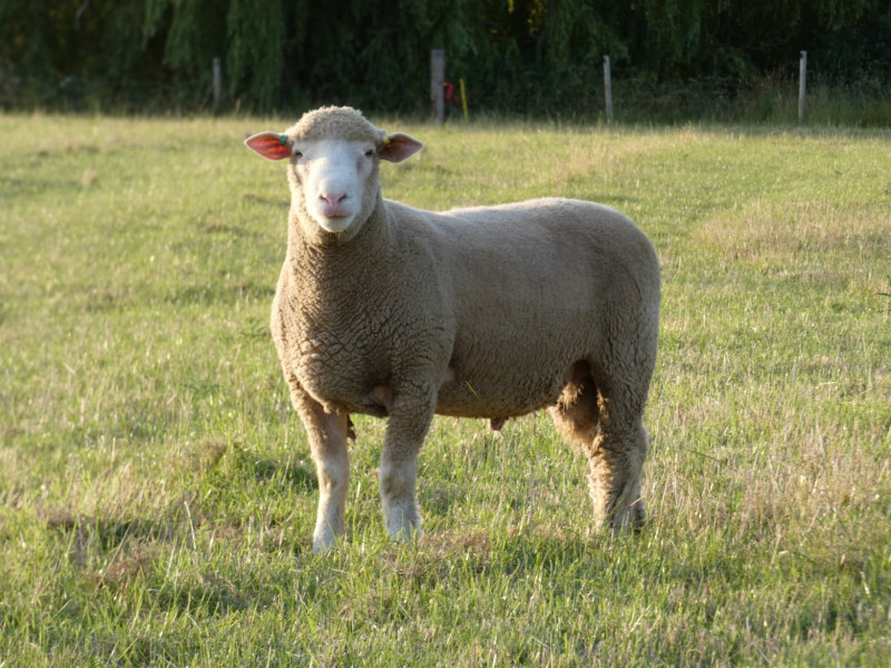 4 Pedigree Dorset Horn & Poll Dorset Breeding Rams - SellMyLivestock