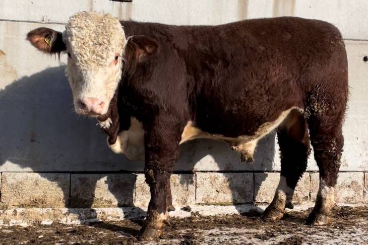 Stock for sale - Hereford Cattle Society