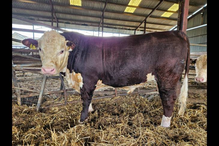 Stock for sale - Hereford Cattle Society