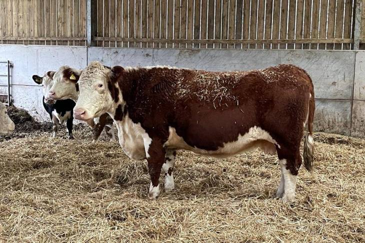 Stock for sale - Hereford Cattle Society