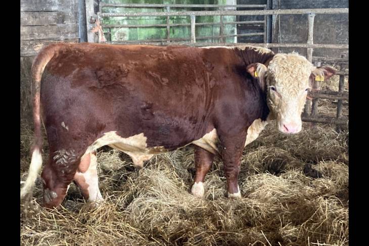Stock for sale - Hereford Cattle Society
