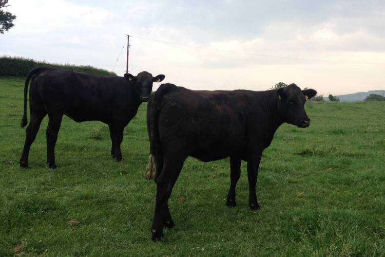 5 Aberdeen Angus Cross Breeding Heifers - SellMyLivestock