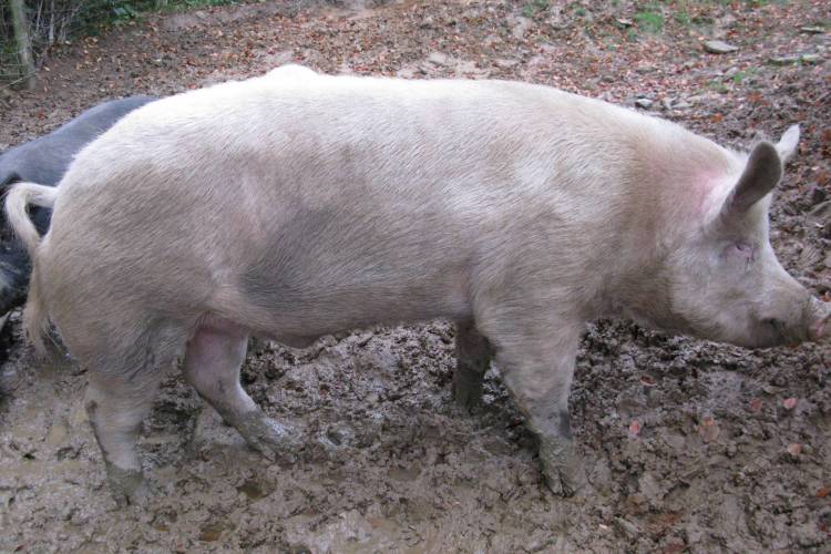 1 Pedigree Large White Breeding Boar - SellMyLivestock