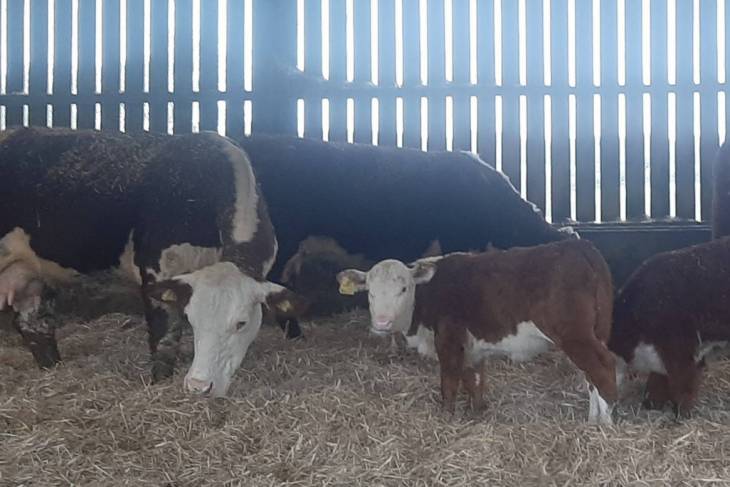 Stock for sale - Hereford Cattle Society