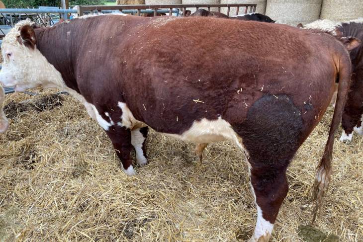 Stock for sale - Hereford Cattle Society