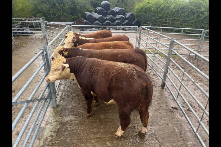 Stock for sale - Hereford Cattle Society