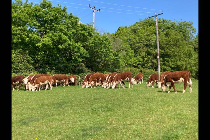Stock for sale - Hereford Cattle Society