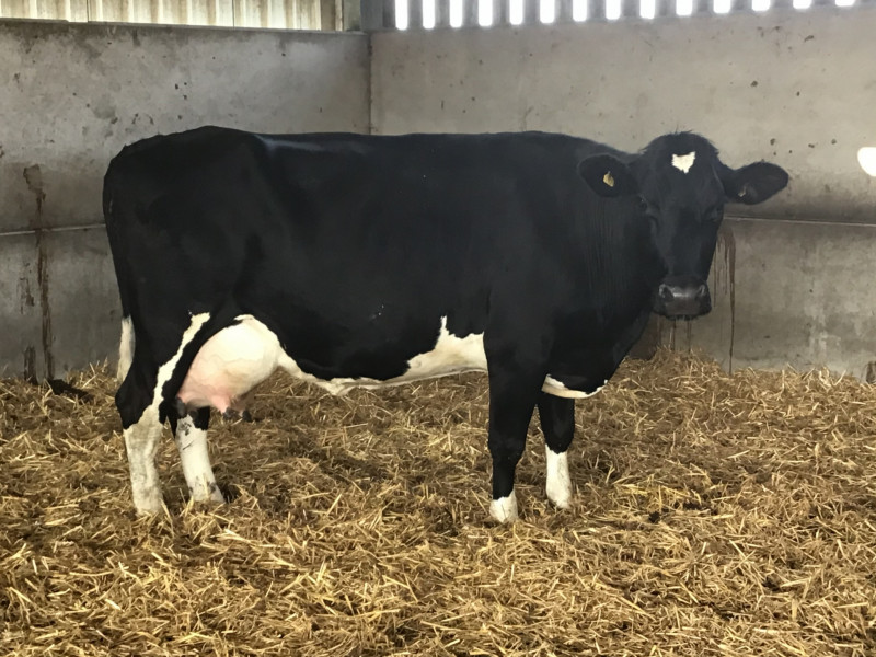 1 British Friesian Breeding, Dairy Cow with Calf at Foot - SellMyLivestock