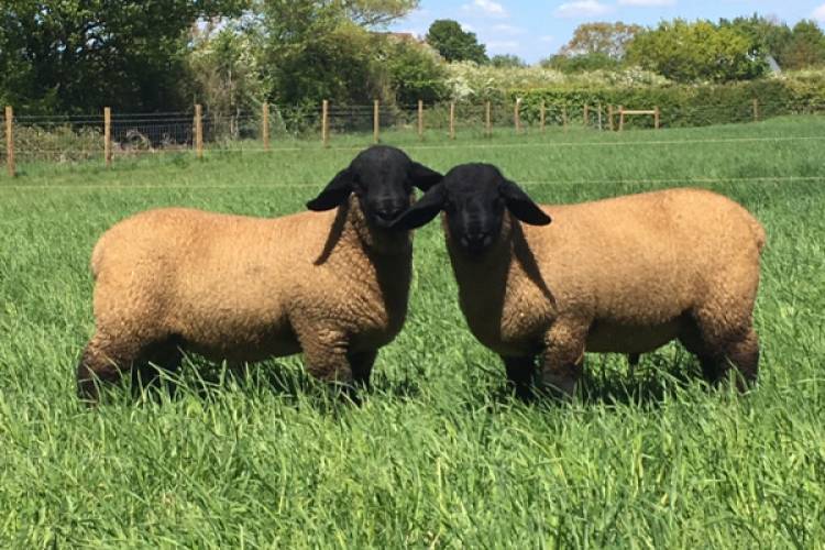 10 Suffolk Breeding Rams - SellMyLivestock