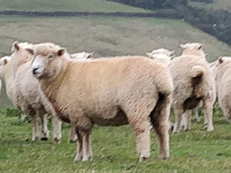 160 New Zealand Romney Breeding Gimmers - SellMyLivestock