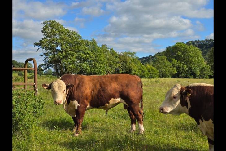 Stock for sale - Hereford Cattle Society