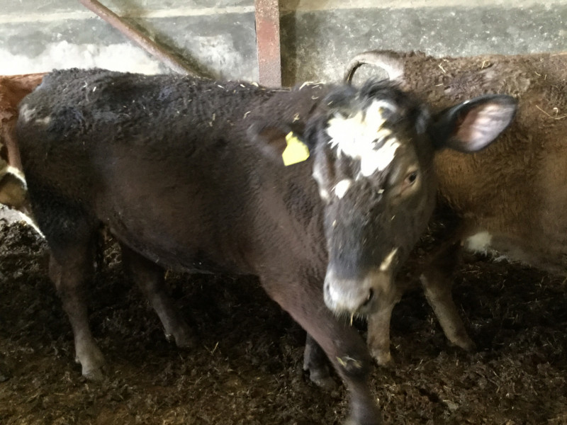 8 Simmental, Aberdeen Angus Cross In-Calf Breeding Heifers ...