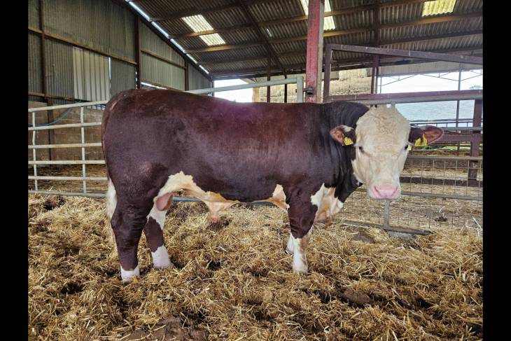 Stock for sale - Hereford Cattle Society