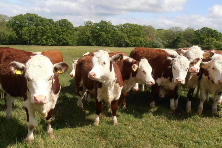 Stock for sale - Hereford Cattle Society