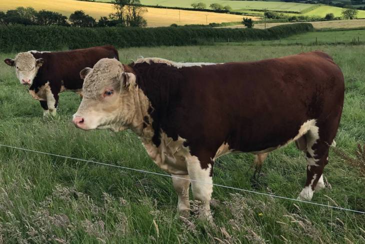 Stock for sale - Hereford Cattle Society