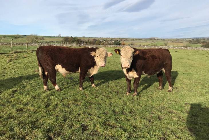 Stock for sale - Hereford Cattle Society