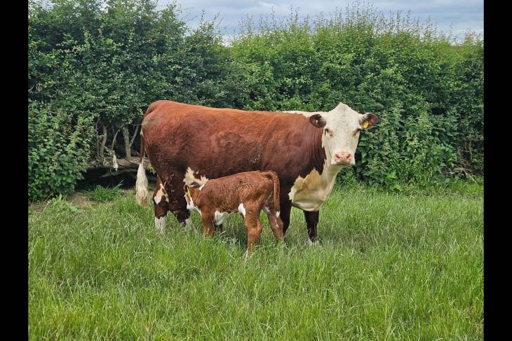 Stock for sale - Hereford Cattle Society